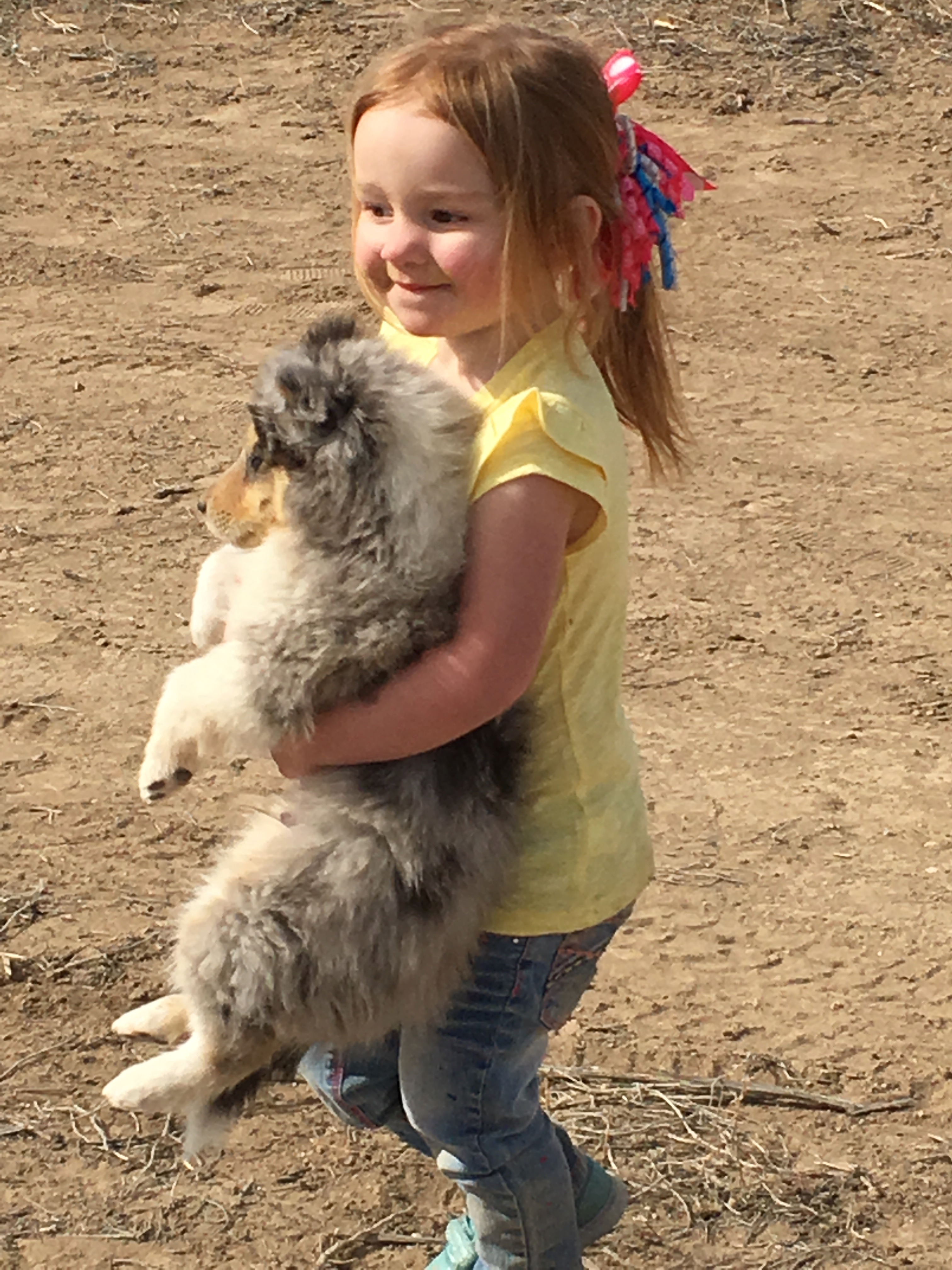 8-week-old-linkin-brenna | Collie Club of Colorado
