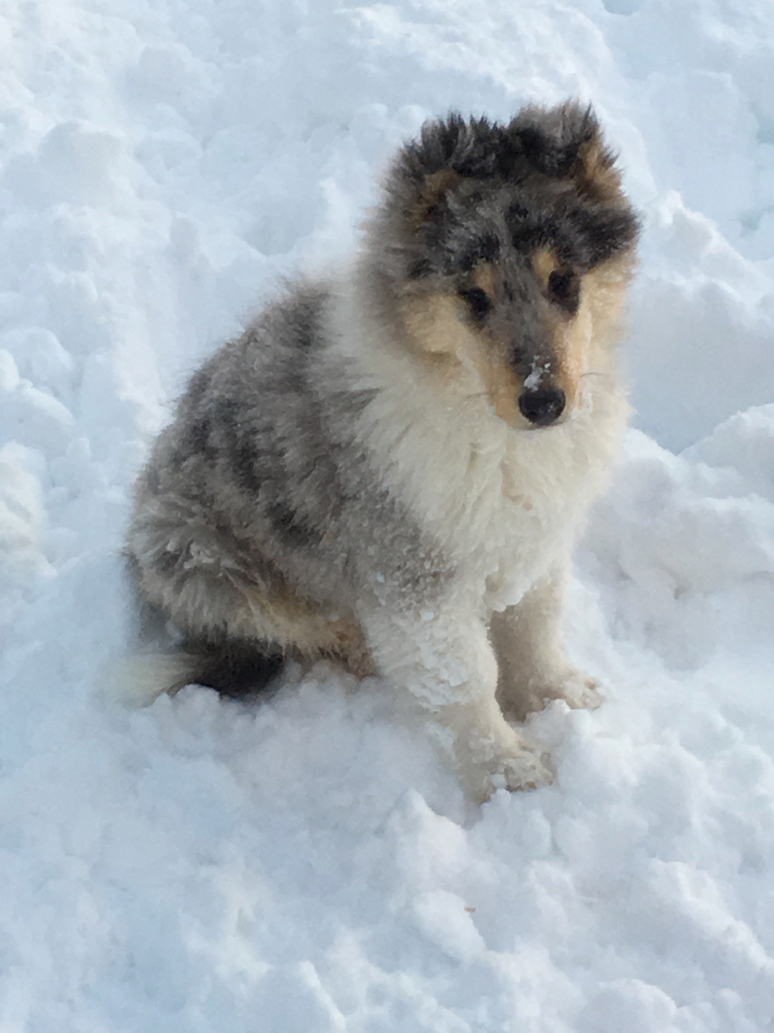 | Collie Club of Colorado